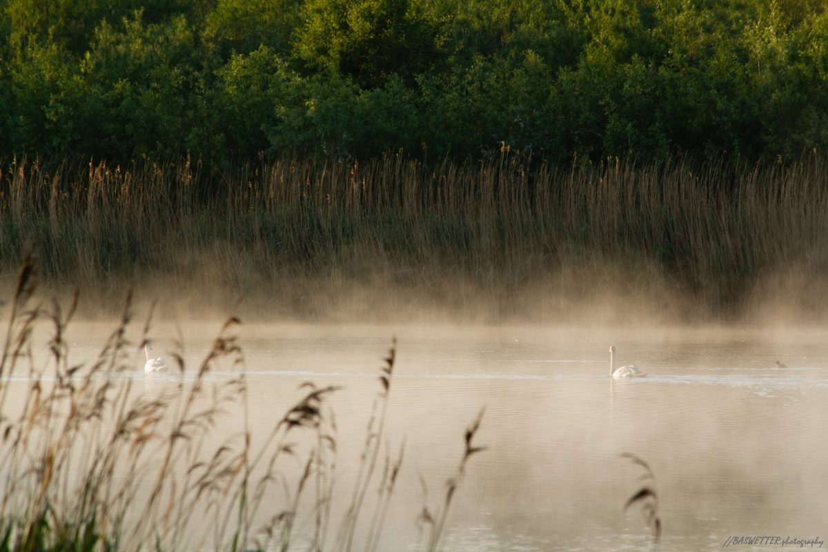Zwanen zwemmen door de nevel in de ochtend zon • Bas Wetter Photography